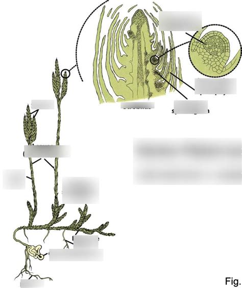 Diagram Of Lab 6 Examining Lycopodiophyta Quizlet