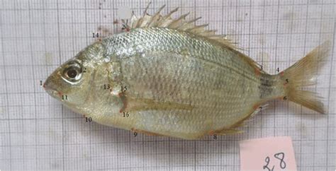 Landmarks Used In Geometric Morphometry 1 Anterior Extremity Of The Download Scientific