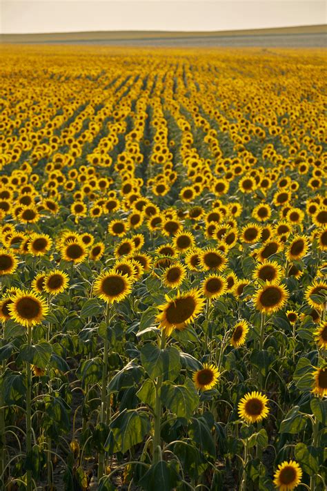 4k 자연 검은 색과 노란색 경치 계절 골든 아워 공중 자연 광대 한 들판 그림 같은 꽃 끝없는 필드 노란 꽃잎 노란색 놀라운 농업 농장 농촌의