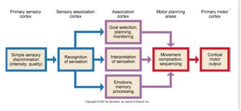 Cerebral Cortex Main Flashcards Quizlet