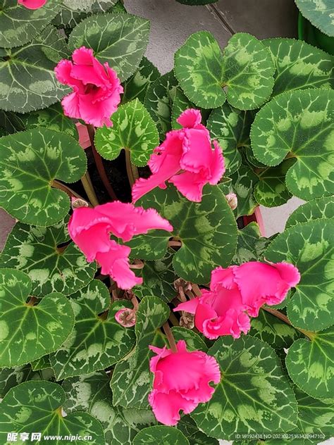 仙客来 摄影图花草生物世界摄影图库昵图网