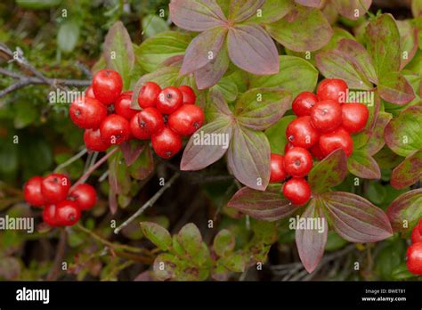 Wild Inedible Red Berries In The Woods Stock Photo Alamy