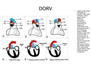 Dorv2019 Pptx