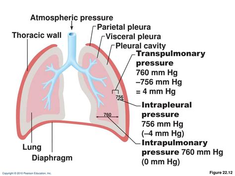 Ppt Marieb Chapter 22 The Respiratory System Part A Powerpoint