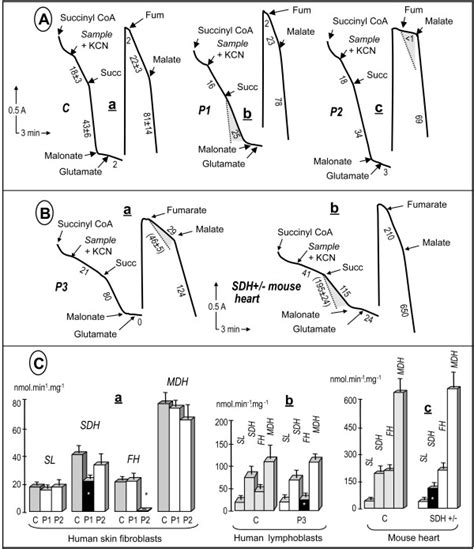 Detection Of Severe And Partial TCAC Enzyme Deficiencies In Various Download Scientific Diagram