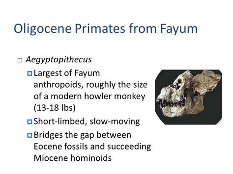 Kingdom Animalia Phylum Chordata Class Mammilia Ppt Video Online Download