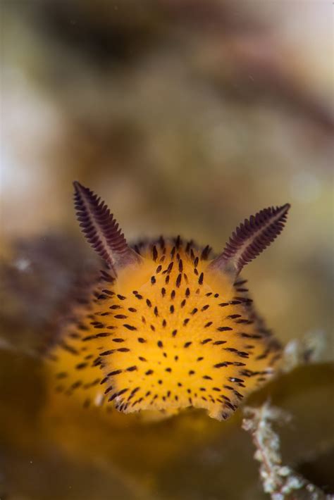 Sea Bunny