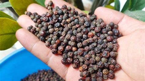 Navigating The Spice Waves Insights Into Global And Vietnamese