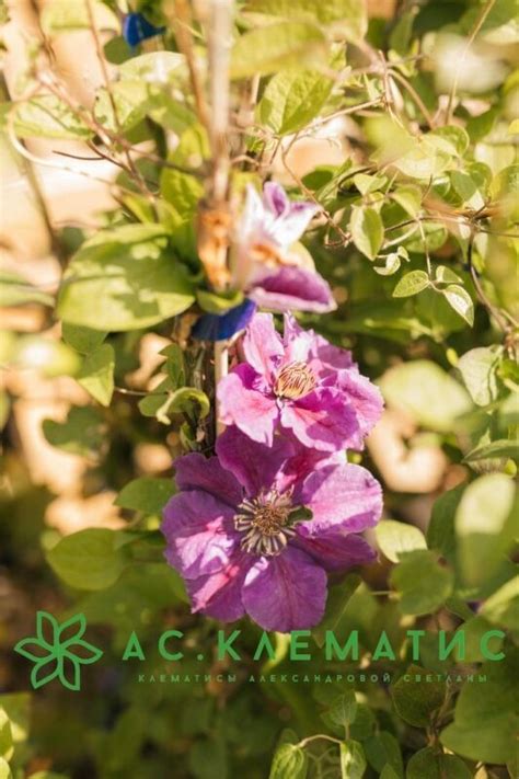 Купить Клематис Ашва (Ashva) — АС-Клематис