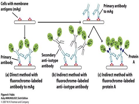 Immunofluroscencepptx