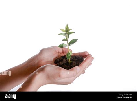 Green Tree Seedling In Handful Soil In Hand On An Isolated Background