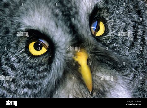 Nictitating Membranes Visible In A Great Gray Owl Strix Nebulosa Northern Alberta Canada