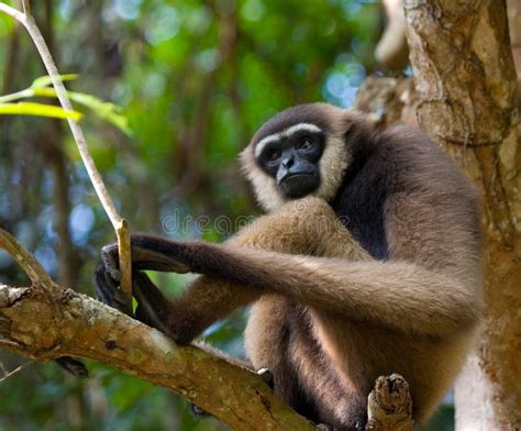 Gibbon Sitting On The Tree Indonesia The Island Of Kalimantan Borneo