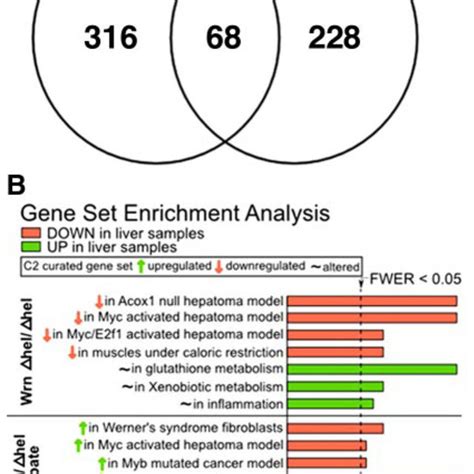 distinct biological pathways associated with wrn Δhel Δhel and
