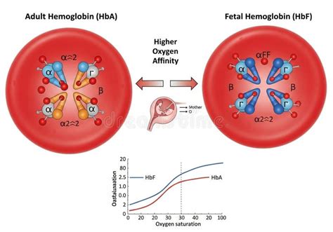 Curves Of Hbf And Hba Showing Hbf S Increased Saturation At Lower