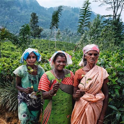 Шри ланка местные жители 82 фото