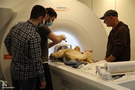 თბილისის 🦁 სხვისი შვილები რომ სწრაფად იზრდებიან ისე ყოფილა ლომების შვილების ამბავიც სხვისი