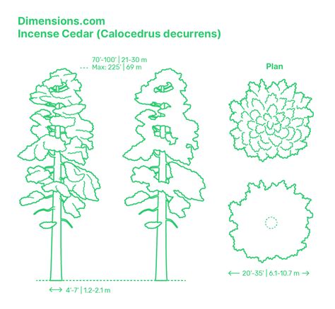 Trees Dimensions And Drawings