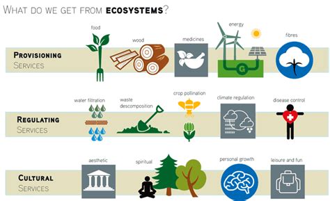 Definition Of Ecosystem Services And Typology Catedra Unesco De