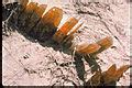 Categorygeology Of White Sands National Park Wikimedia Commons