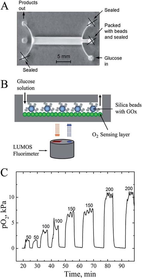 Monitoring Of Enzymatic Activity In Packed Bed Reactors With Integrated Download Scientific