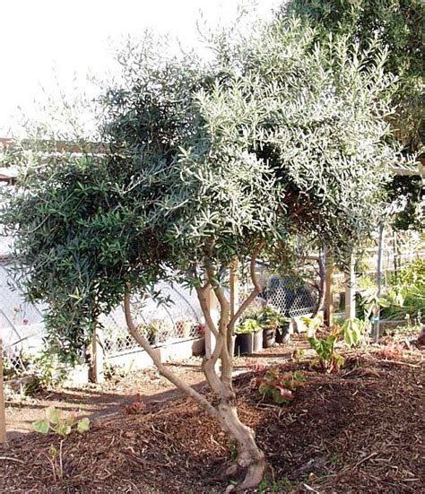 Types Of Olive Trees In Arizona Shana Archer