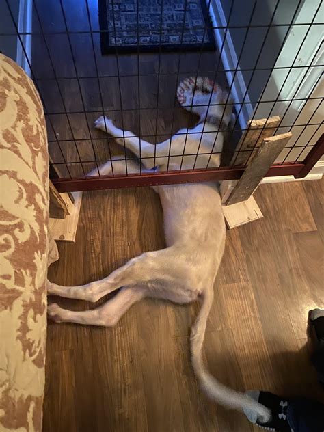 Pupper Cut In Half By Closing Gate Rpuppersheckingdying