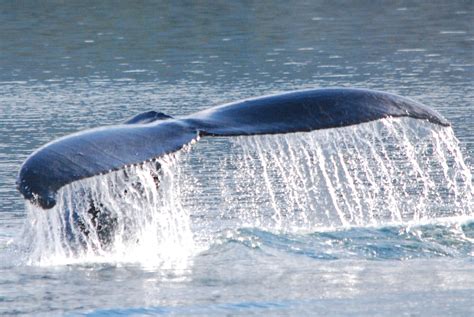 Dsc0204 2 Robin Barefield