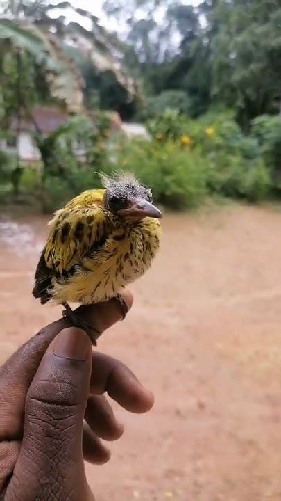 කහ කුරුල්ලා Youtube