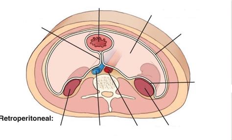 Retroperitoneal Diagram Quizlet