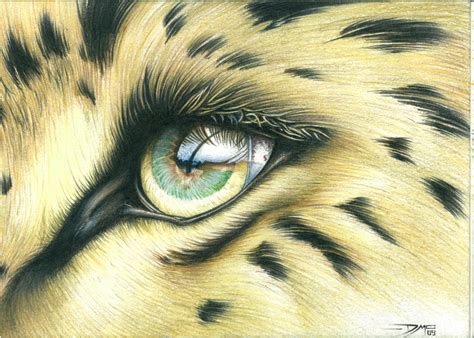 Amur Leopard Eye By Dmcallister On Deviantart