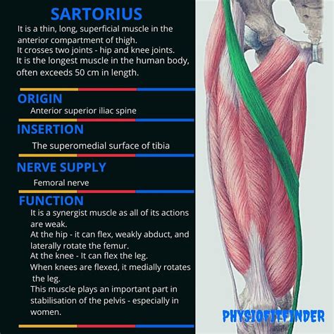 Know Your Muscles Muscle Function Anatomy