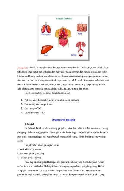Sistem ekskresi | PDF