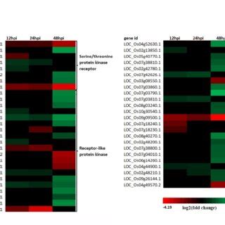 Heat Map Showing The Differential Expression Of SDEGs Representing