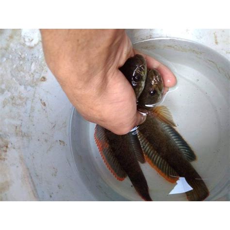 Jual Ikan Limbata 1 Pair Spesial Isi 2 Ekor Uk 7 10 Cm Shopee Indonesia