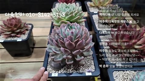 💝판매종료💝11월25일 다육천하님 아가들 최대 80 할인판매 Youtube