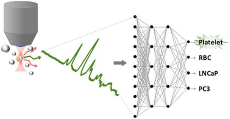 Classifying Raman Spectra Of Extracellular Vesicles Based On