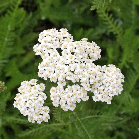 Achillea Millefolium Yarrow