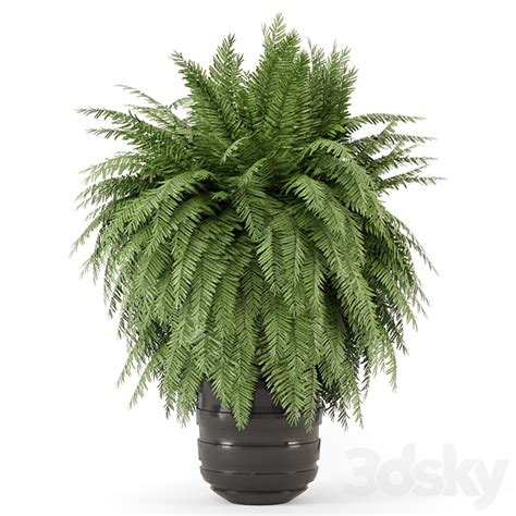 Indoor Fern Plants In Handmade Stone Potset 3768 Indoor 3d Model