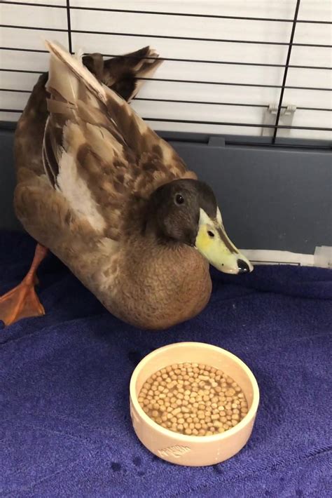 Nymphomaniac Duck Dave The Duck Has His Penis Removed After Having Sex Times A Day