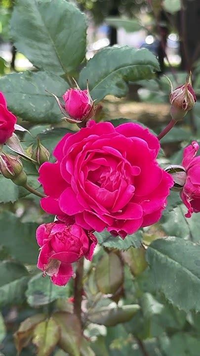 Розы в городе 🩷roses розы Youtube