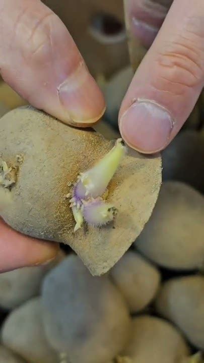 씨감자 잘라서 바로 심을때는 이거 반드시 아셔야 됩니다 씨감자자르는방법 감자심는간격 감자재배 감자심는시기 감자키우기