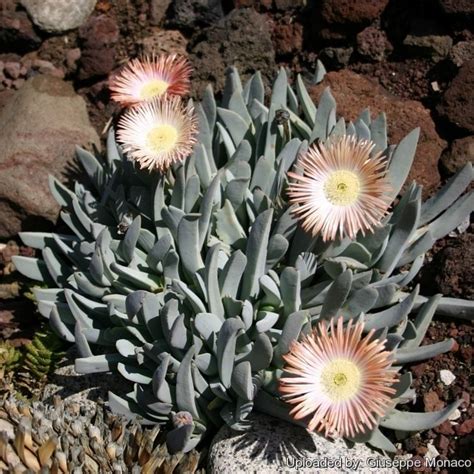 Cheiridopsis Denticulata Alchetron The Free Social Encyclopedia