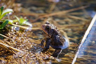 Outdoor Learning Station Frog And Toad Habitat