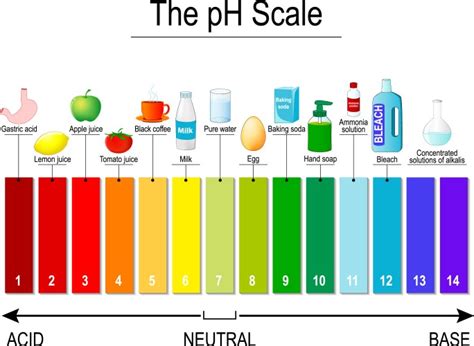 Ph Scale Universal Indicator Chart Royalty Free Vector Vectorstock