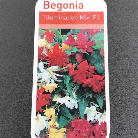 Trailing Begonia… Illumination Mix 4 Plants Byram Nurseries