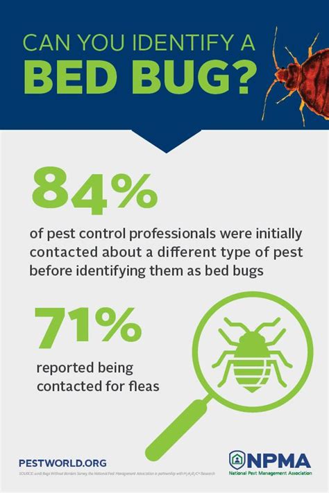 Bed Bug Identification Can You Spot A Bed Bug