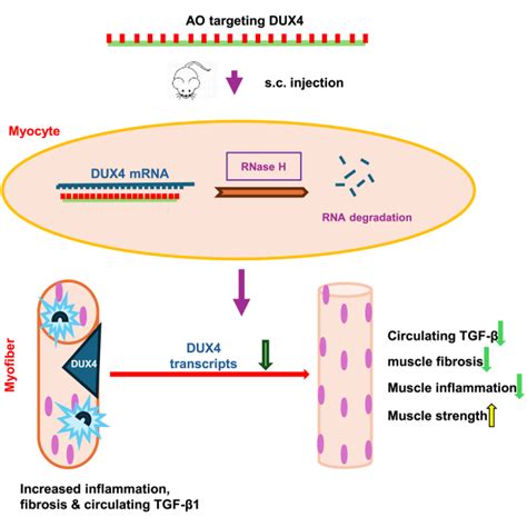 Dux4 Reduction And Muscle Function Improvement By Subcutaneous Delivery