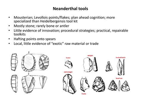 Ppt Exploring Neanderthal Origins Biology And Culture Insights