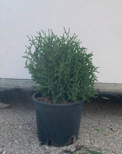 Thuja Occidentalis Tiny Tim Dwarf Conifer Buy Online Uk